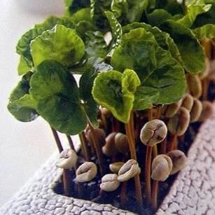 How To Grow Coffee At Home