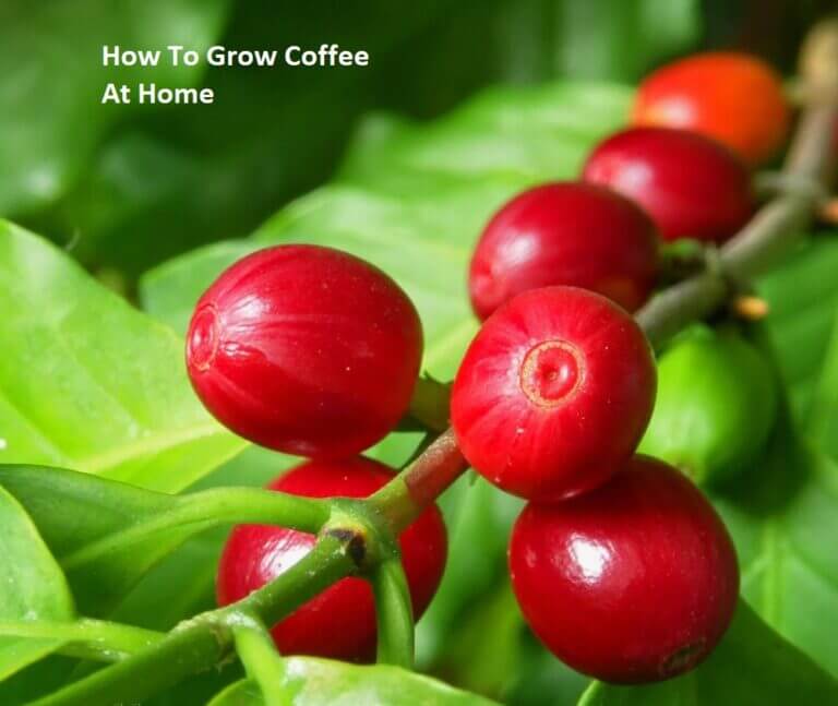 How To Grow Coffee At Home
